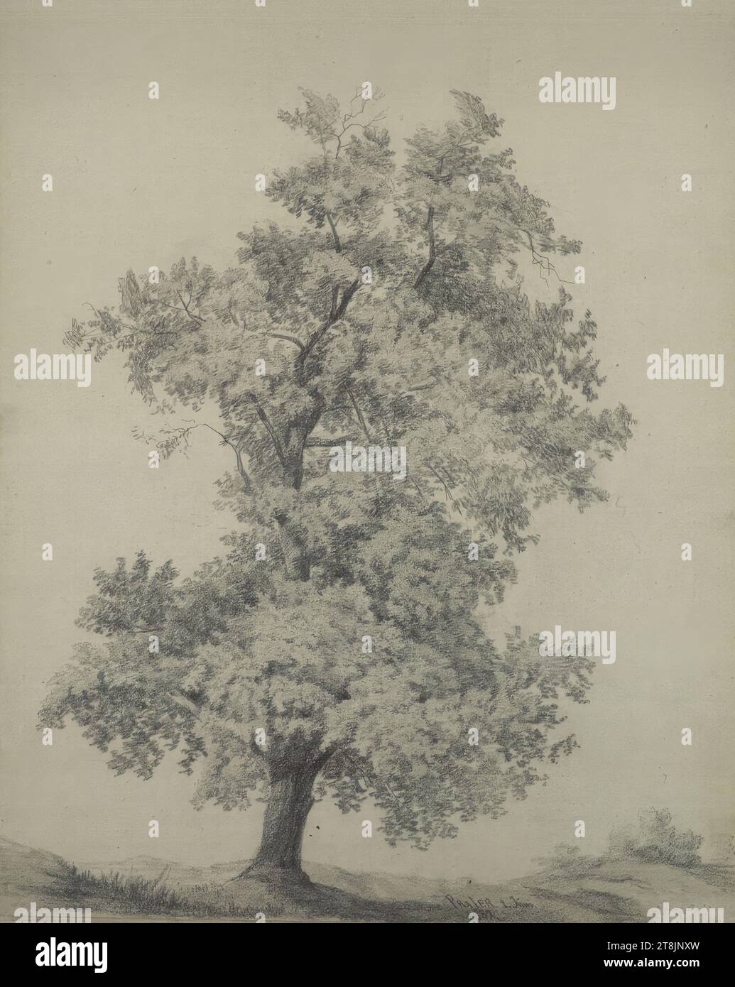 Tree study in the Prater, Rösch Ludwig sketchbook; 30 paginated pages ...