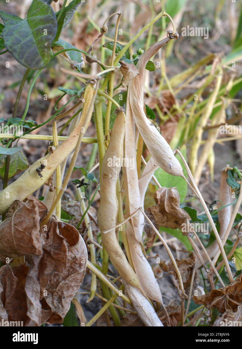 On the stem of a bean crop of ripe pods Stock Photo - Alamy