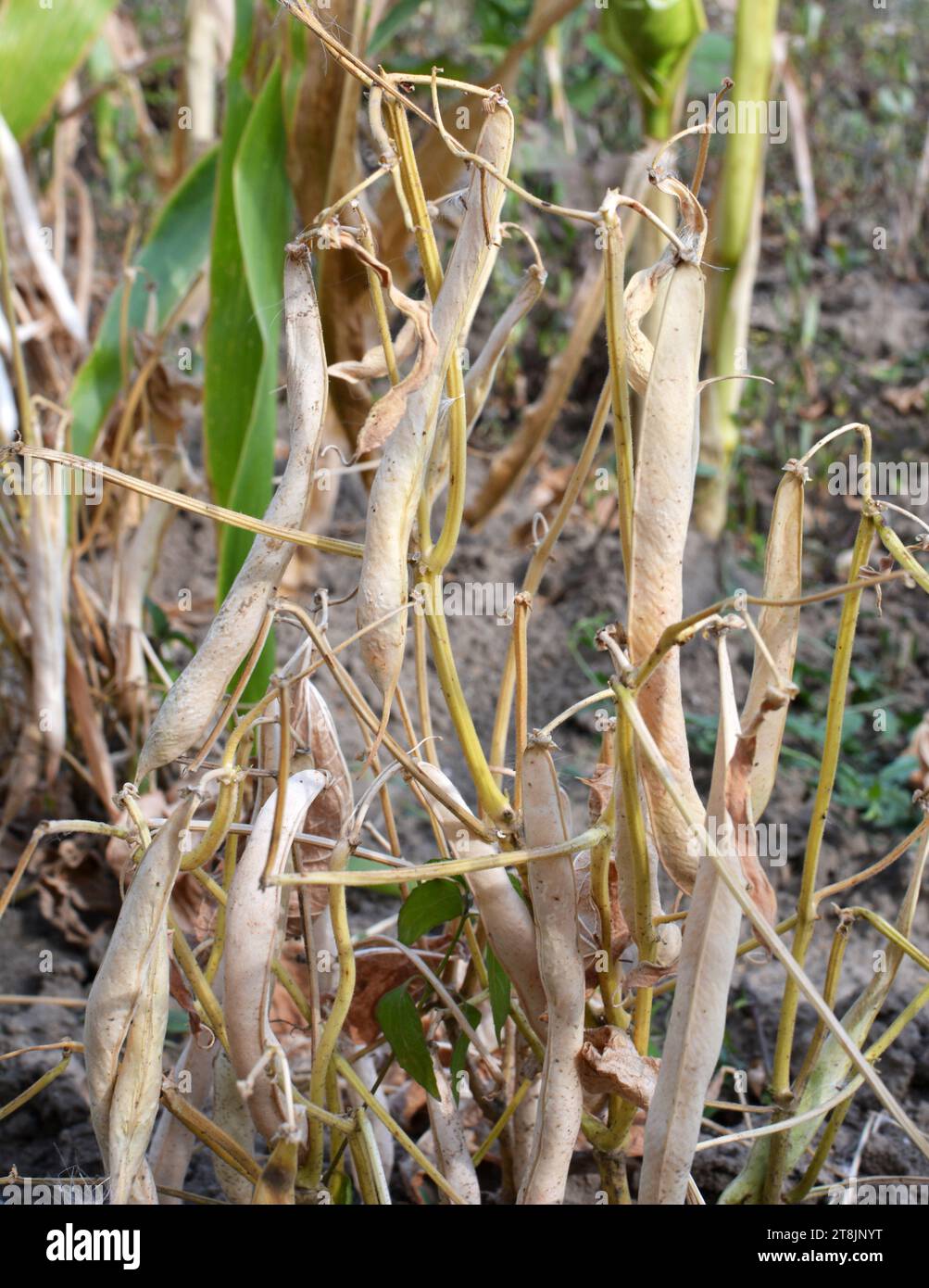 Pods on common bean hi-res stock photography and images - Alamy