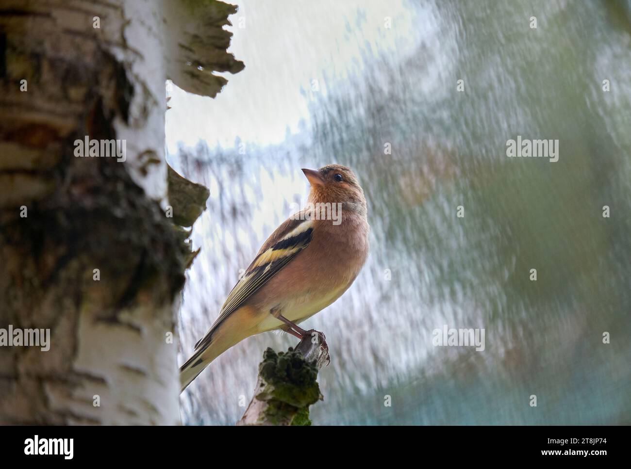 Eurasian chaffinch on tree watching hi-res stock photography and images ...