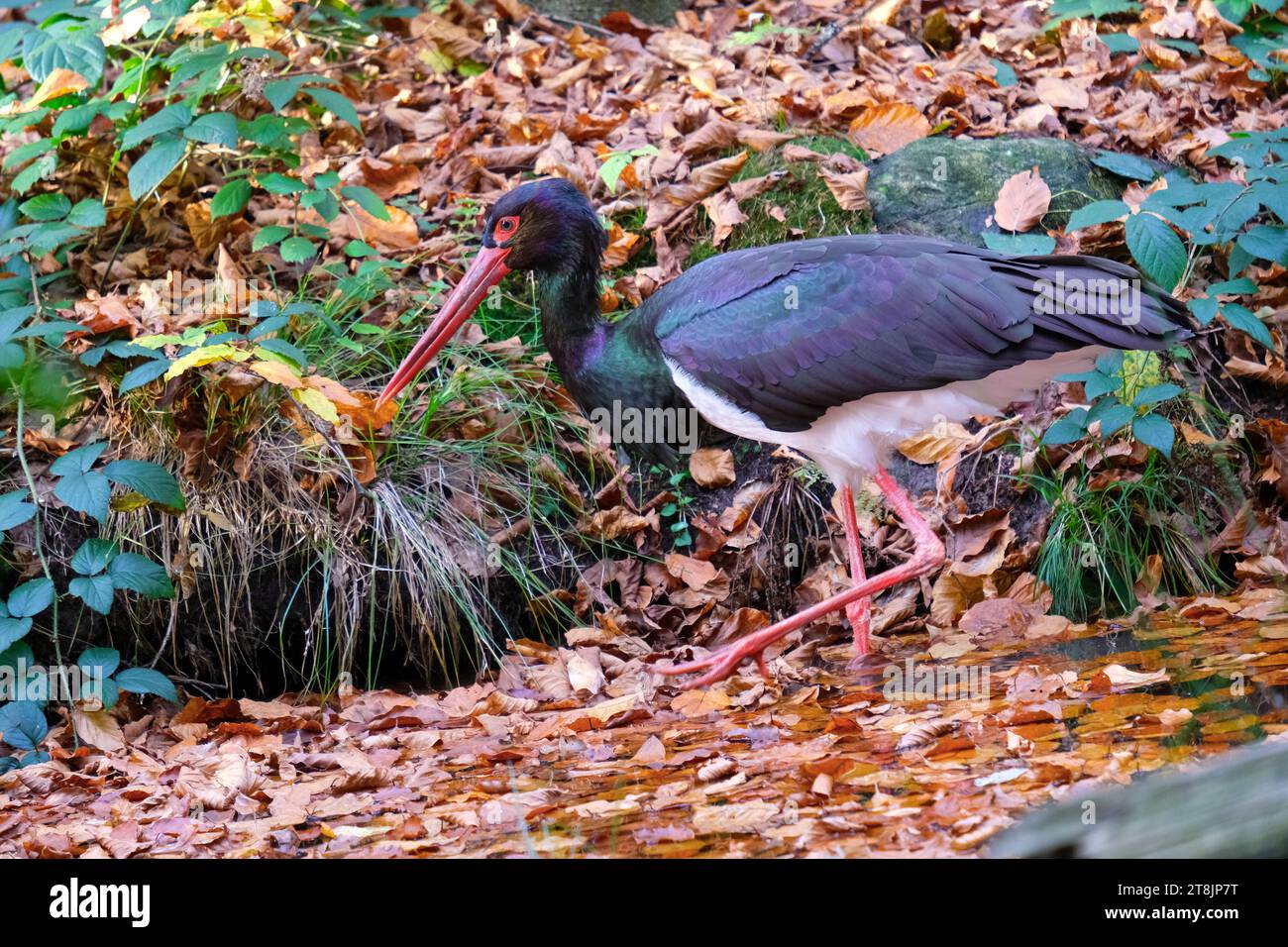 black stork walking in water, Ciconia nigra Stock Photo - Alamy