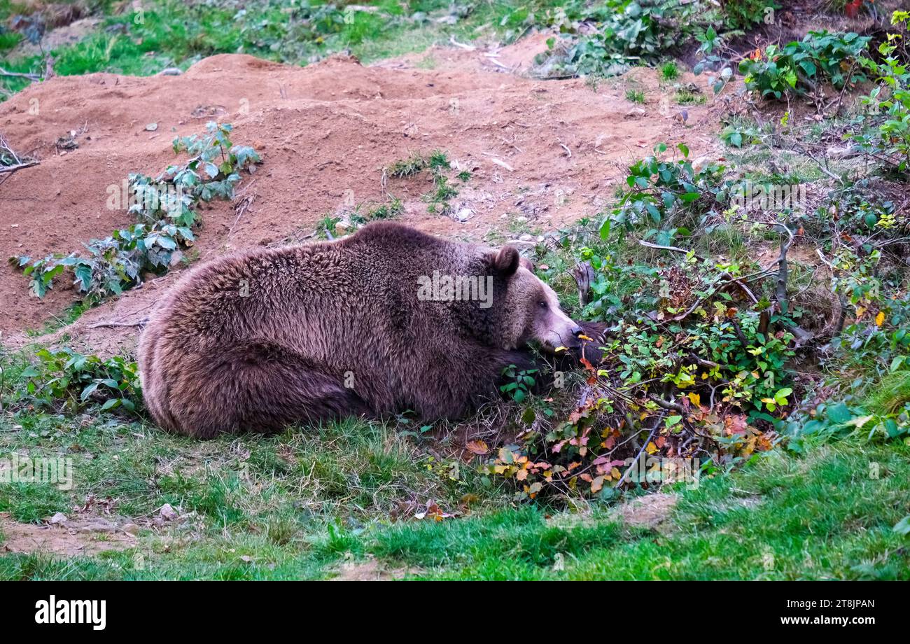 a brown bear is resting, lying bear, Ursus arctos Stock Photo - Alamy