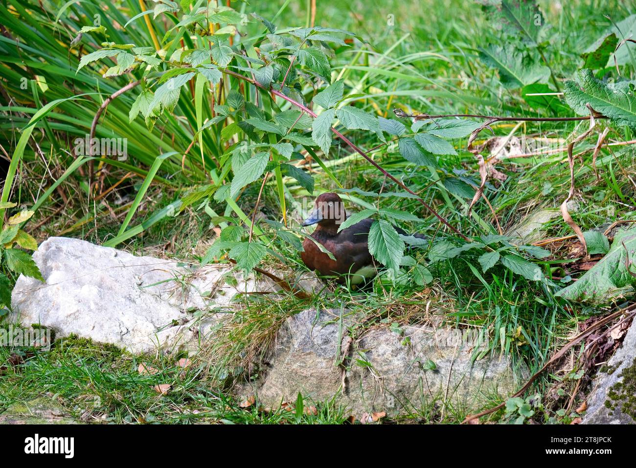 sunlit duck sitting in bushes, white-eyed pochard under the plants ...