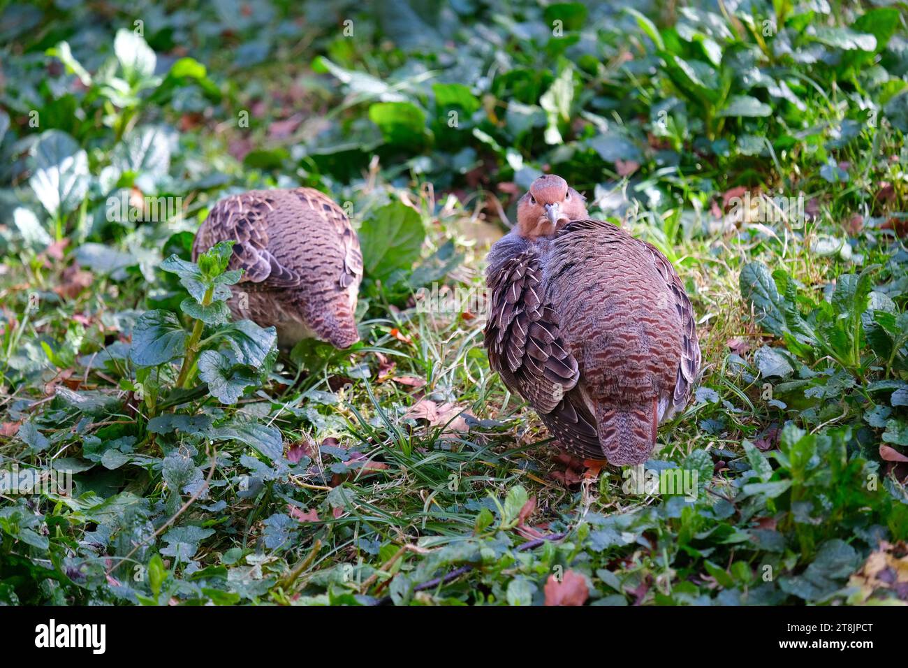 partridges in bushes, a couple of partridges, Perdicinae Stock Photo ...