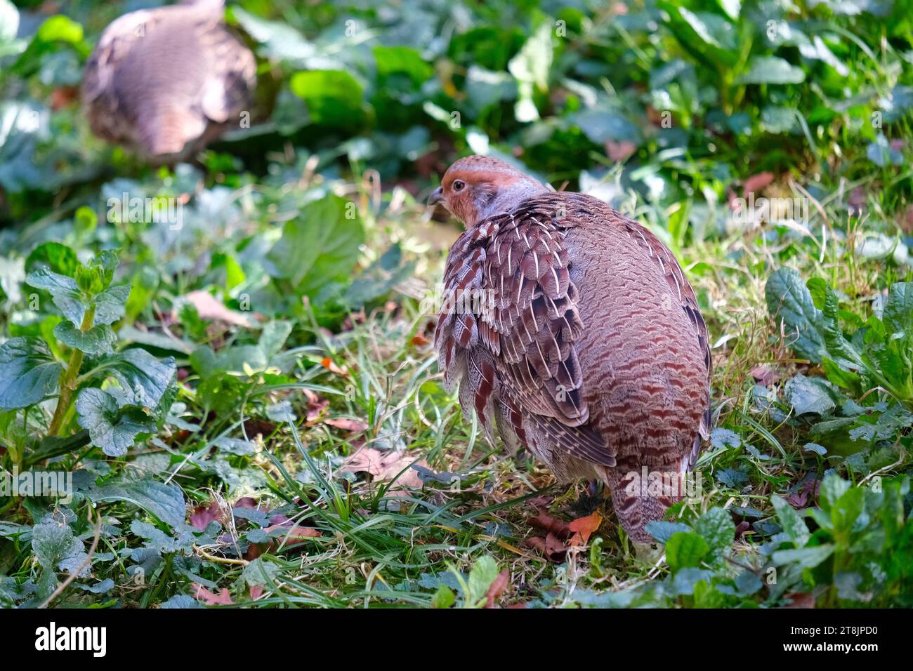 partridges in bushes, Perdicinae Stock Photo - Alamy