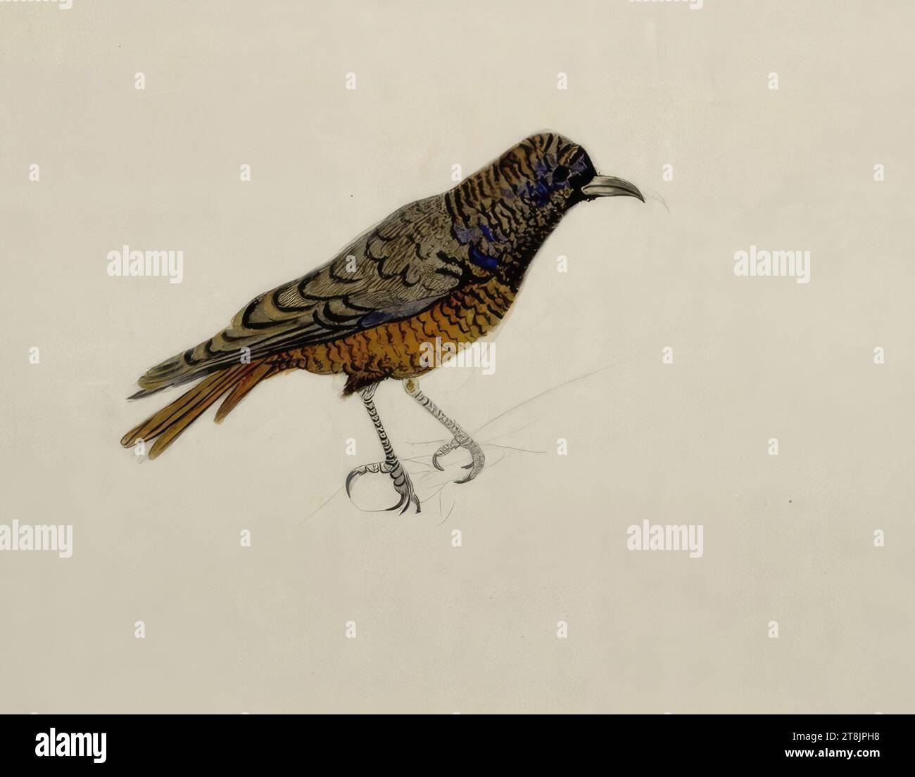 Grey-brown bird with open fangs, Rudolf Habsburg-Lothringen, Laxenburg ...