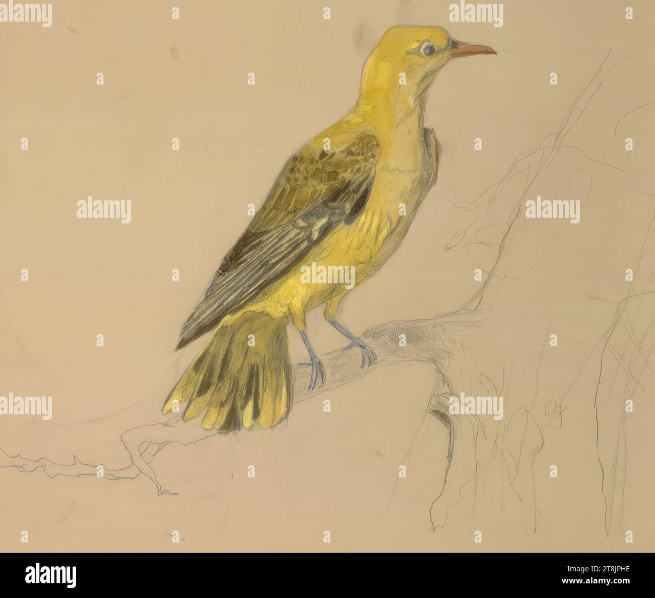 Bird with golden yellow and black plumage, Rudolf Habsburg-Lothringen ...