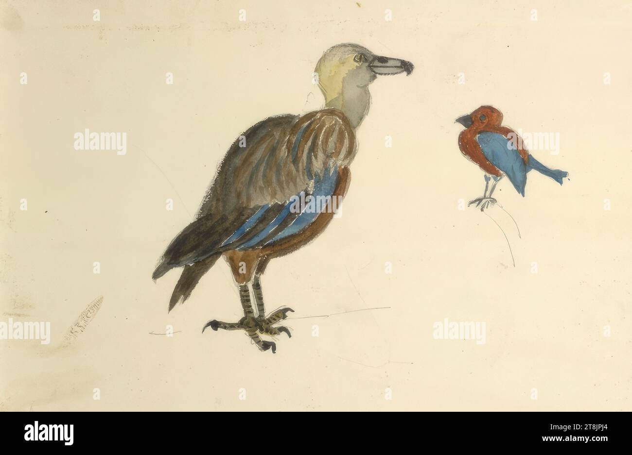 Birds, two species, Rudolf Habsburg-Lothringen, Laxenburg Castle 1858 ...