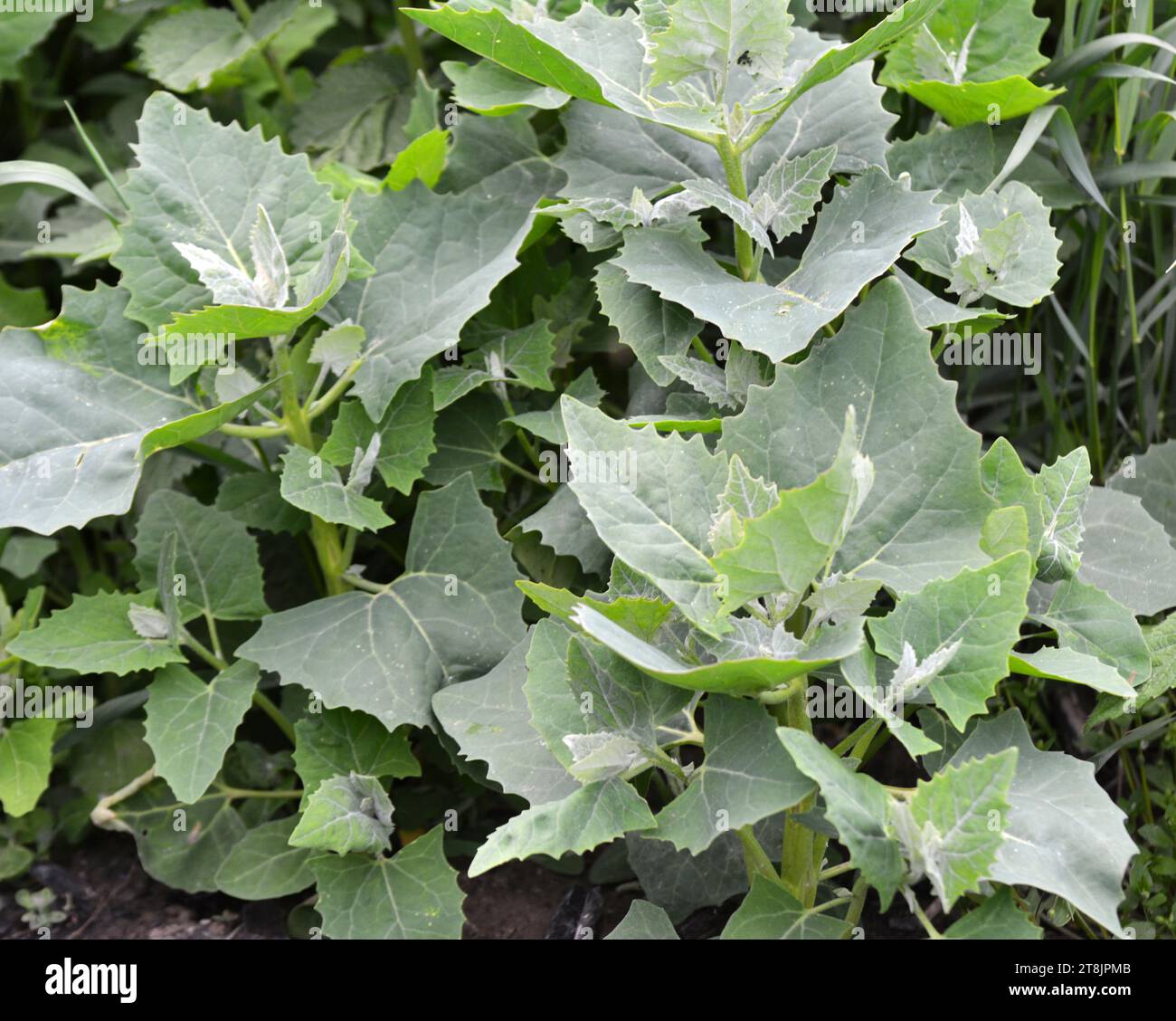 In spring, the edible plant orach (Atriplex hortensis) grows in the ...