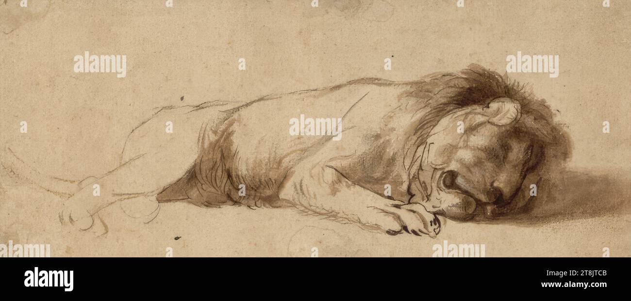 Sleeping lion drawing hi-res stock photography and images - Alamy