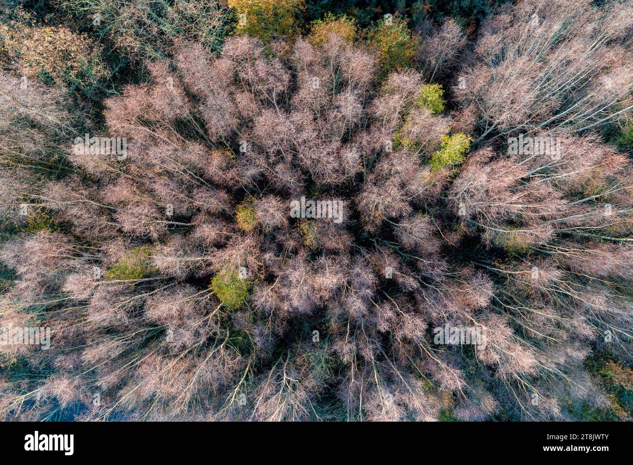 Top view mixed forest beautiful hi-res stock photography and images - Alamy