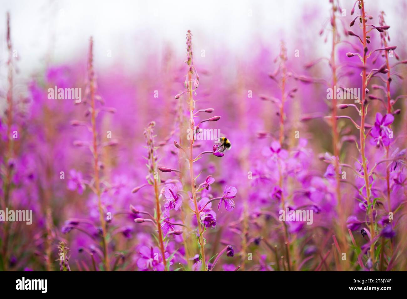 Wildlife in wildflowers hi-res stock photography and images - Alamy
