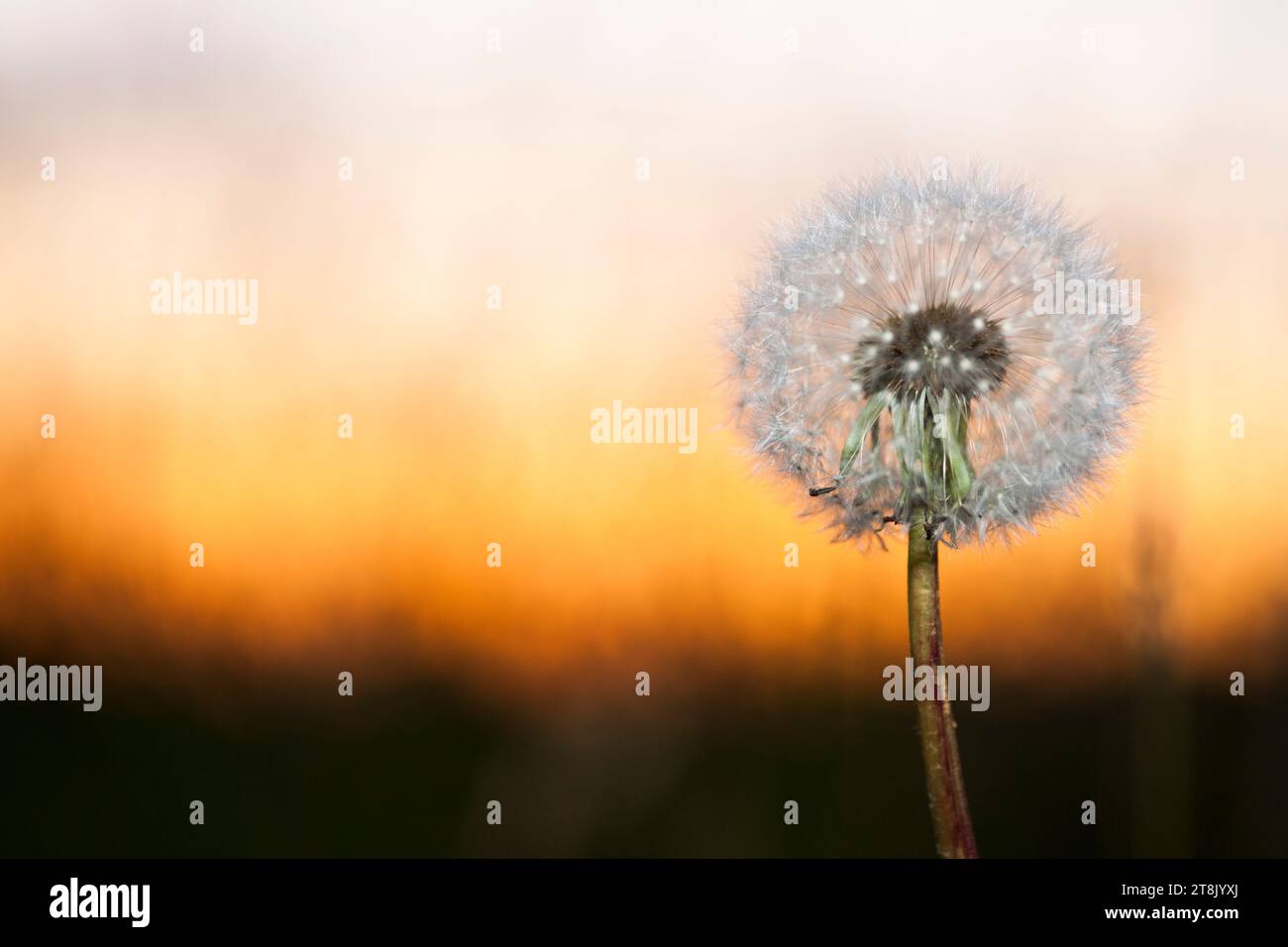 Dandelion at sunset Stock Photo - Alamy