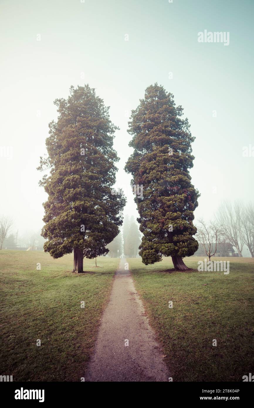 Two tall evergreen trees bordering a path in fog Stock Photo - Alamy