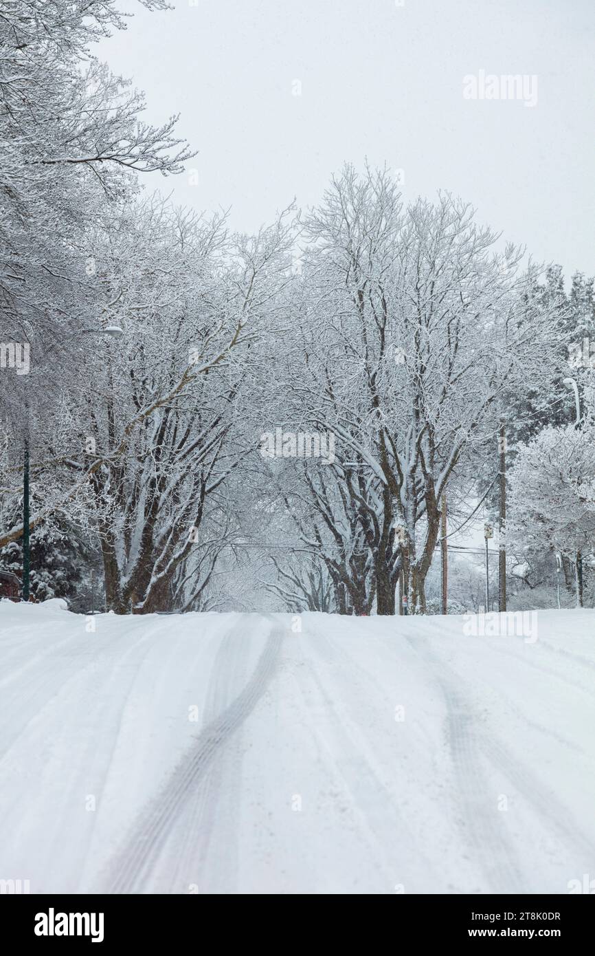 Snow-covered road lined with trees Stock Photo - Alamy