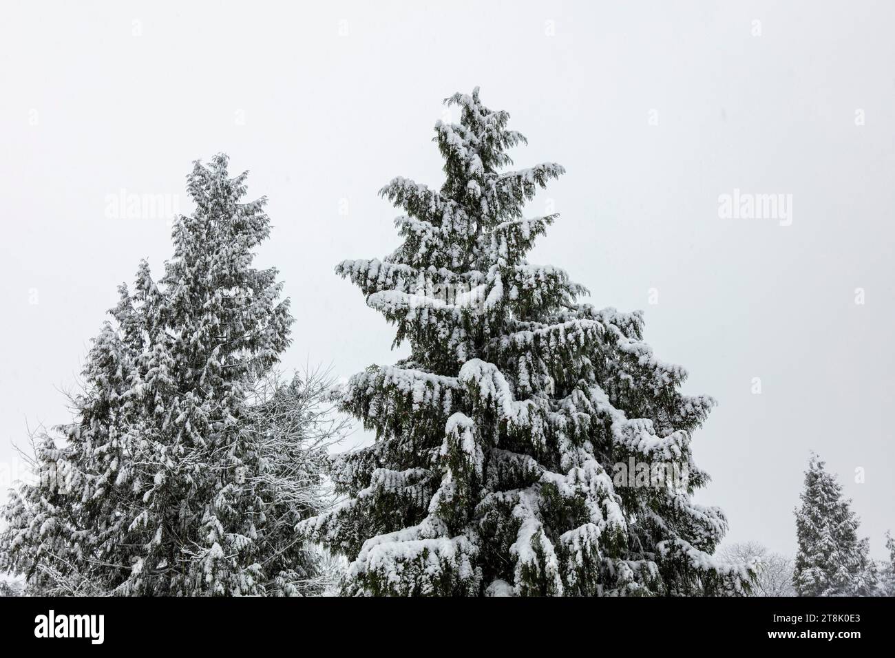 Snow-covered evergreen trees Stock Photo - Alamy Snow-covered evergreen trees Stock Photo - Alamy