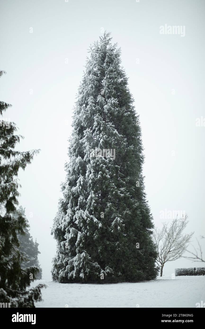 Snow-covered evergreen tree Stock Photo - Alamy