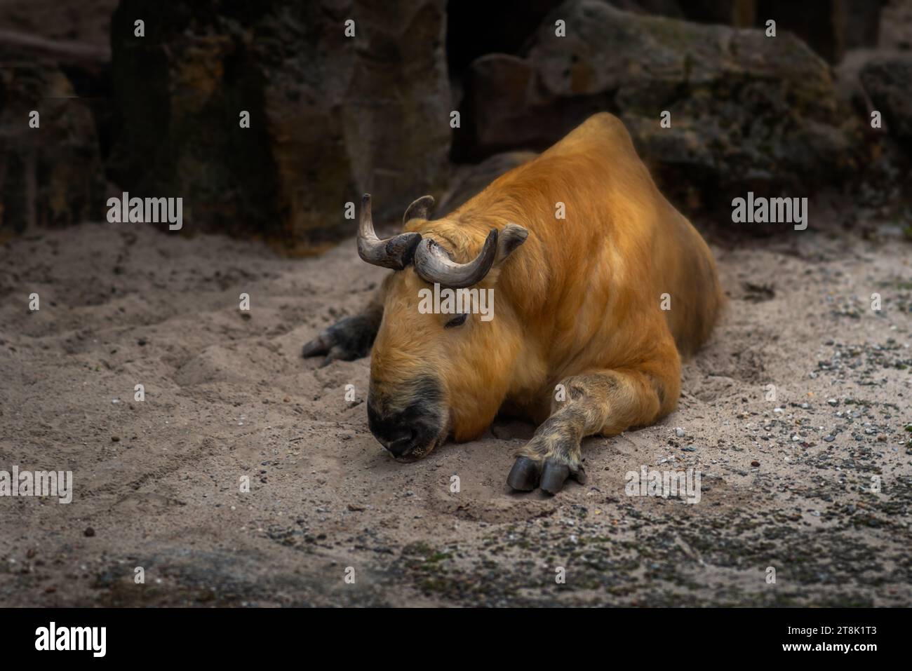 Tibetan goat hi-res stock photography and images - Alamy