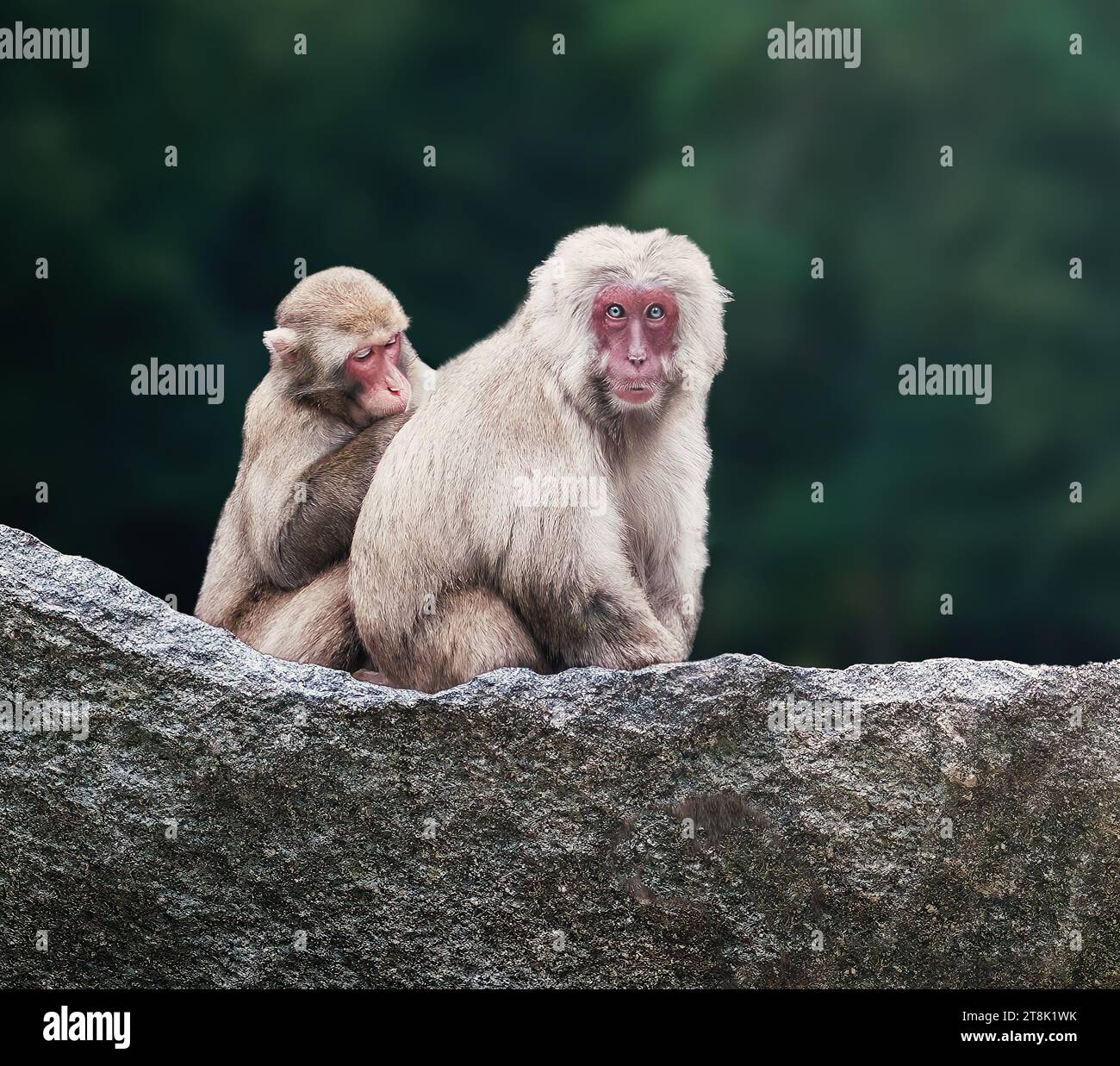 Japanese Macaque or Snow Monkey Grooming (macaca fuscata Stock Photo ...
