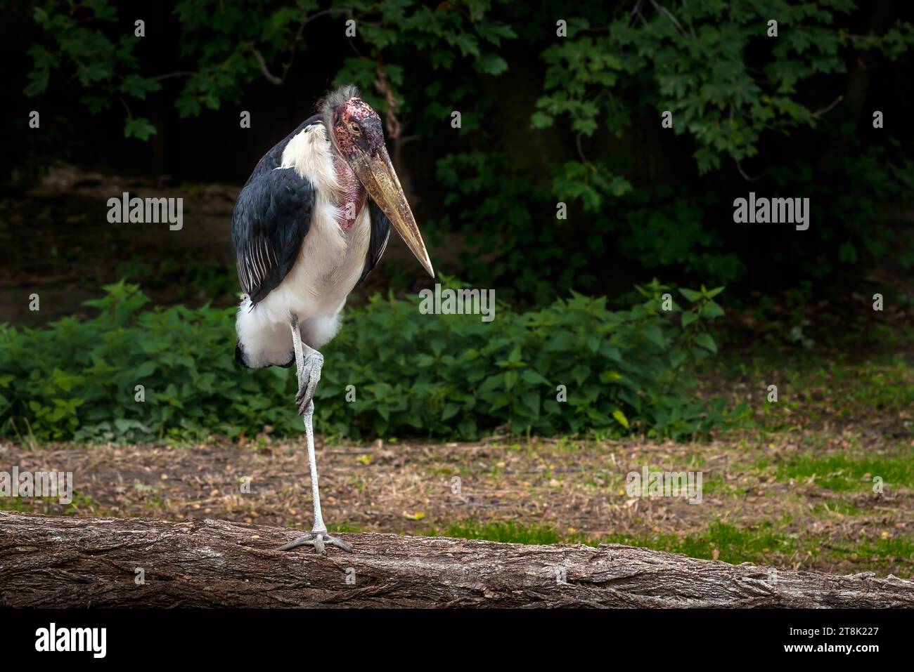 Marabou Stork standing on one leg (leptoptilos crumenifer Stock Photo ...