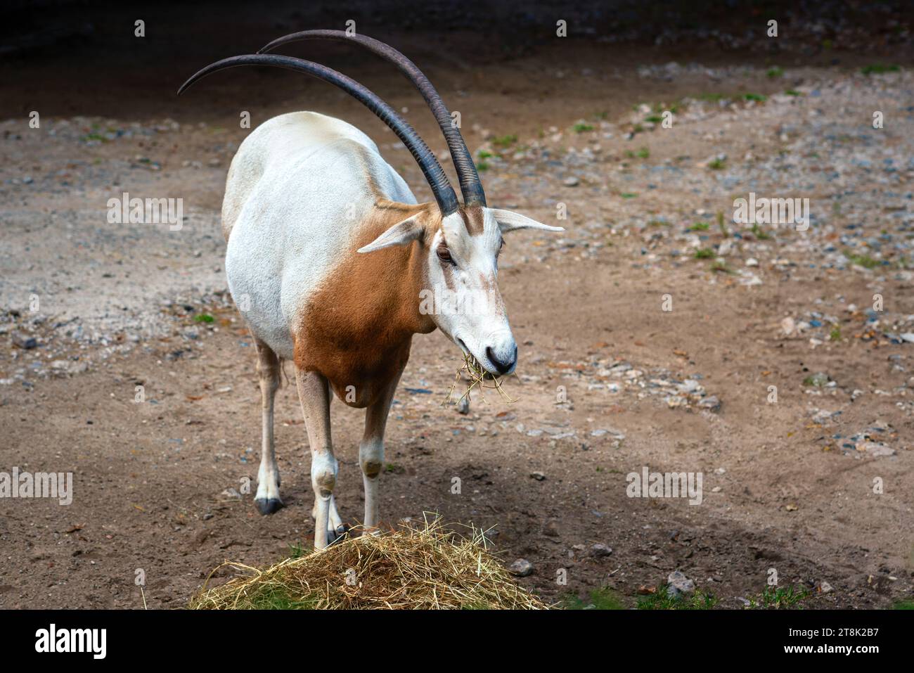 Scimitar Oryx (oryx dammah) - Antelope Stock Photo - Alamy