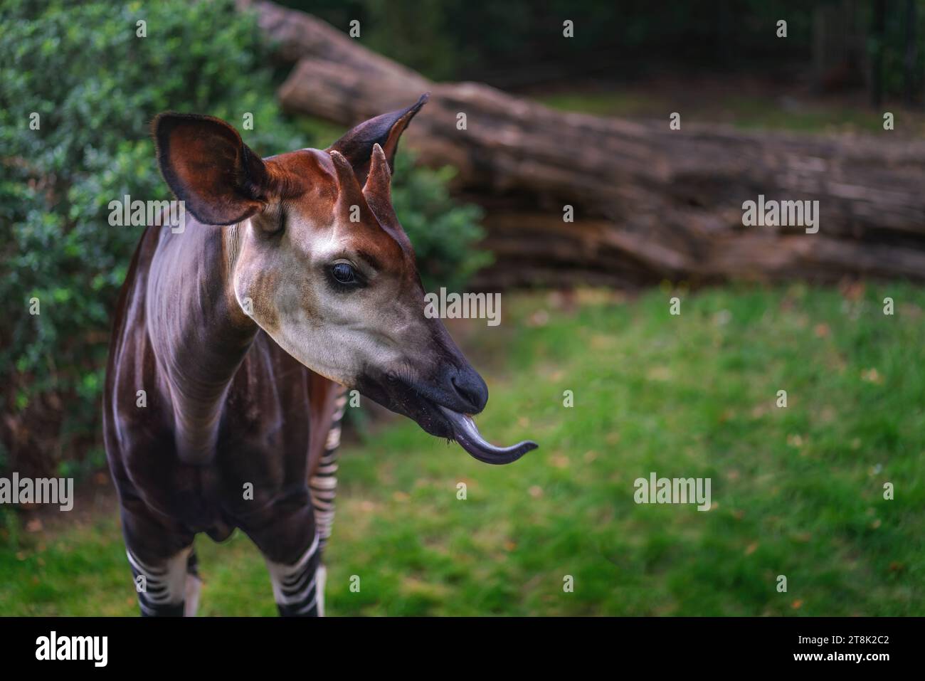 Okapi showing blue tongue (okapia johnstoni Stock Photo - Alamy