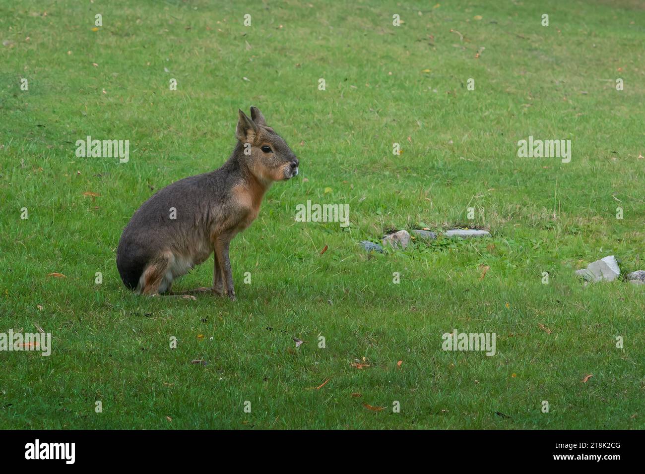 Patagonian Mara rodent (dolichotis patagonum Stock Photo - Alamy