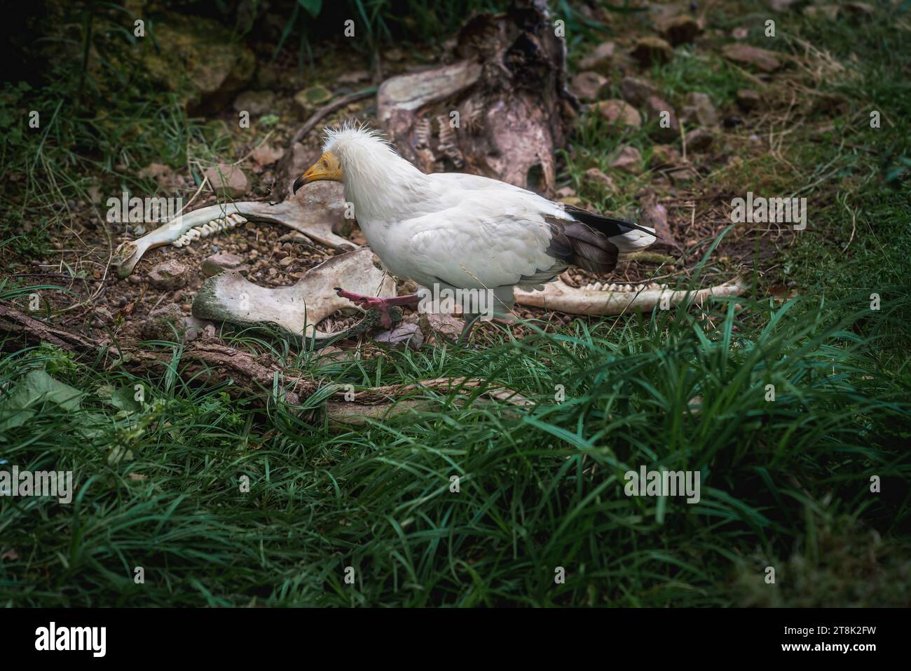 White Egyptian Vulture (neophron percnopterus Stock Photo - Alamy