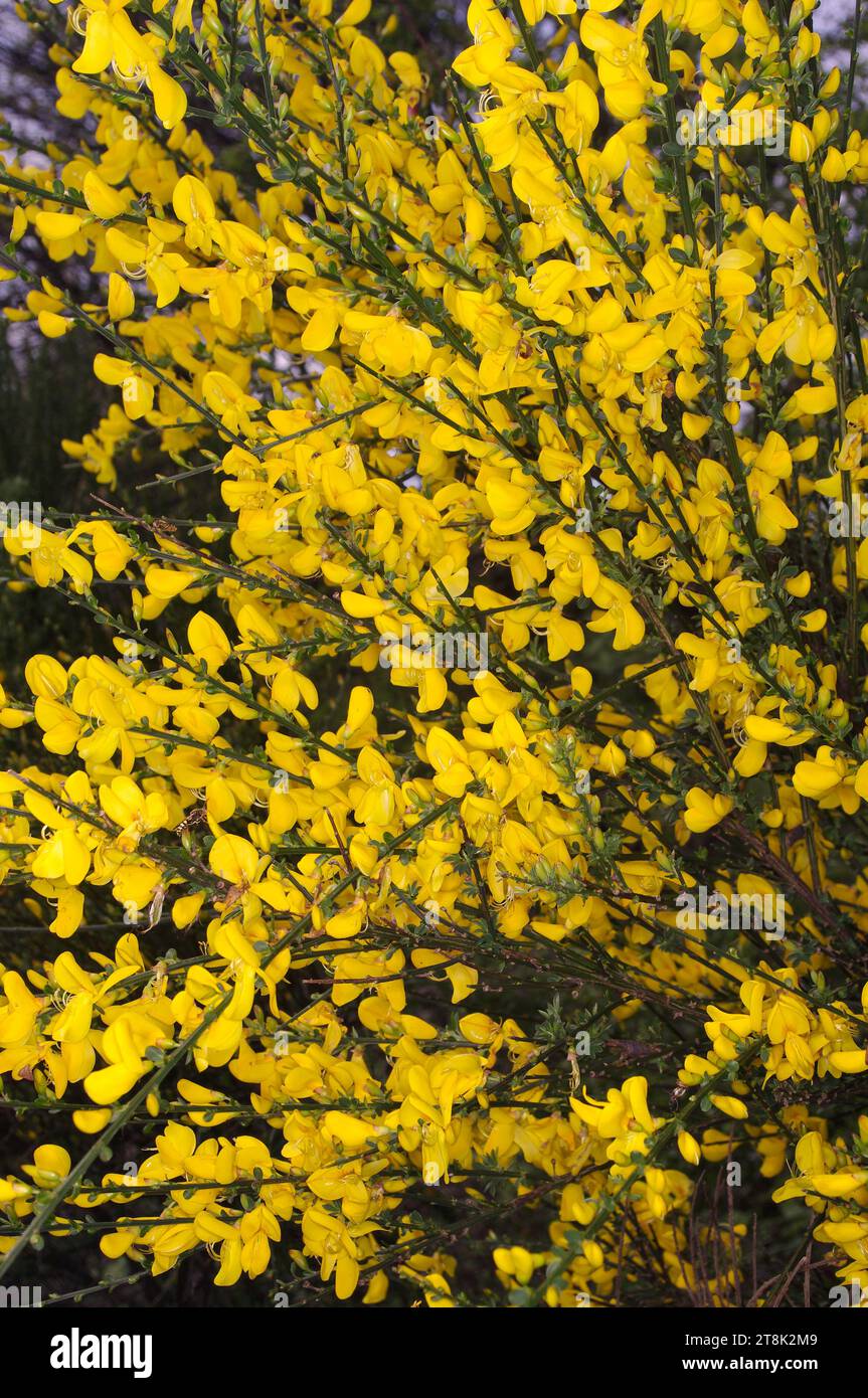 Cytisus scoparius' Scotch Broom' Stock Photo - Alamy