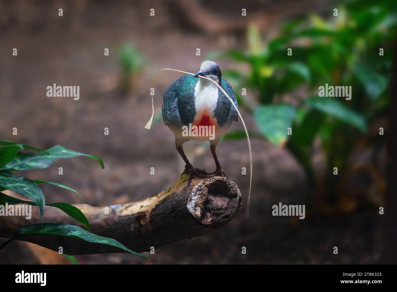 Luzon Bleeding-Heart Pigeon (gallicolumba luzonica Stock Photo - Alamy