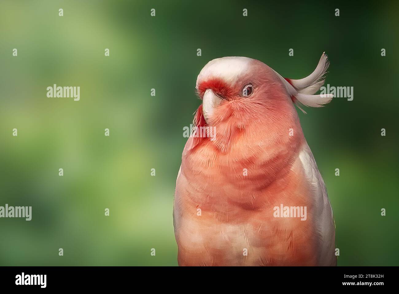 Major Mitchells Cockatoo or Pink Cockatoo (cacatua leadbeateri Stock ...