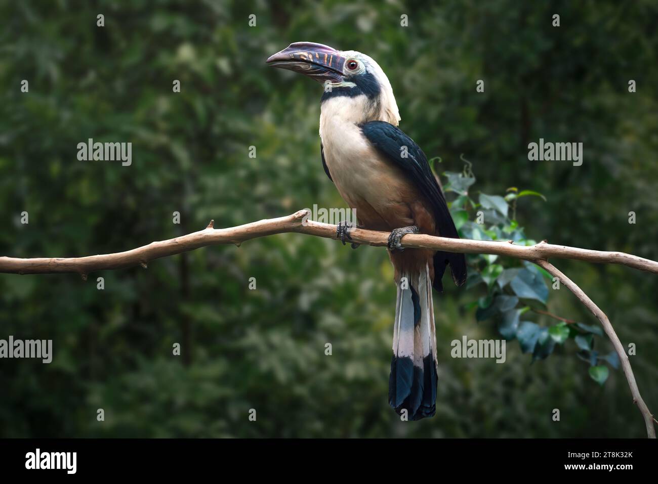 Visayan Hornbill Bird (penelopides panini Stock Photo - Alamy