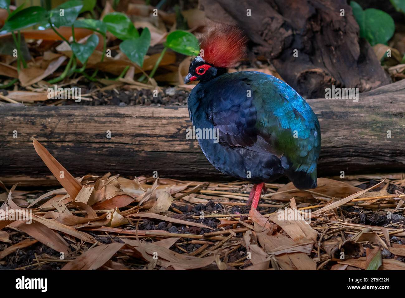 Red wing partridge hi-res stock photography and images - Alamy