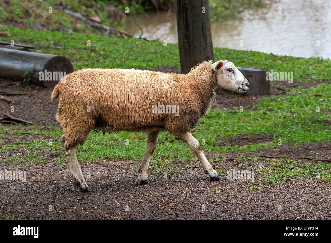 Sheep on livestock farm hi-res stock photography and images - Alamy