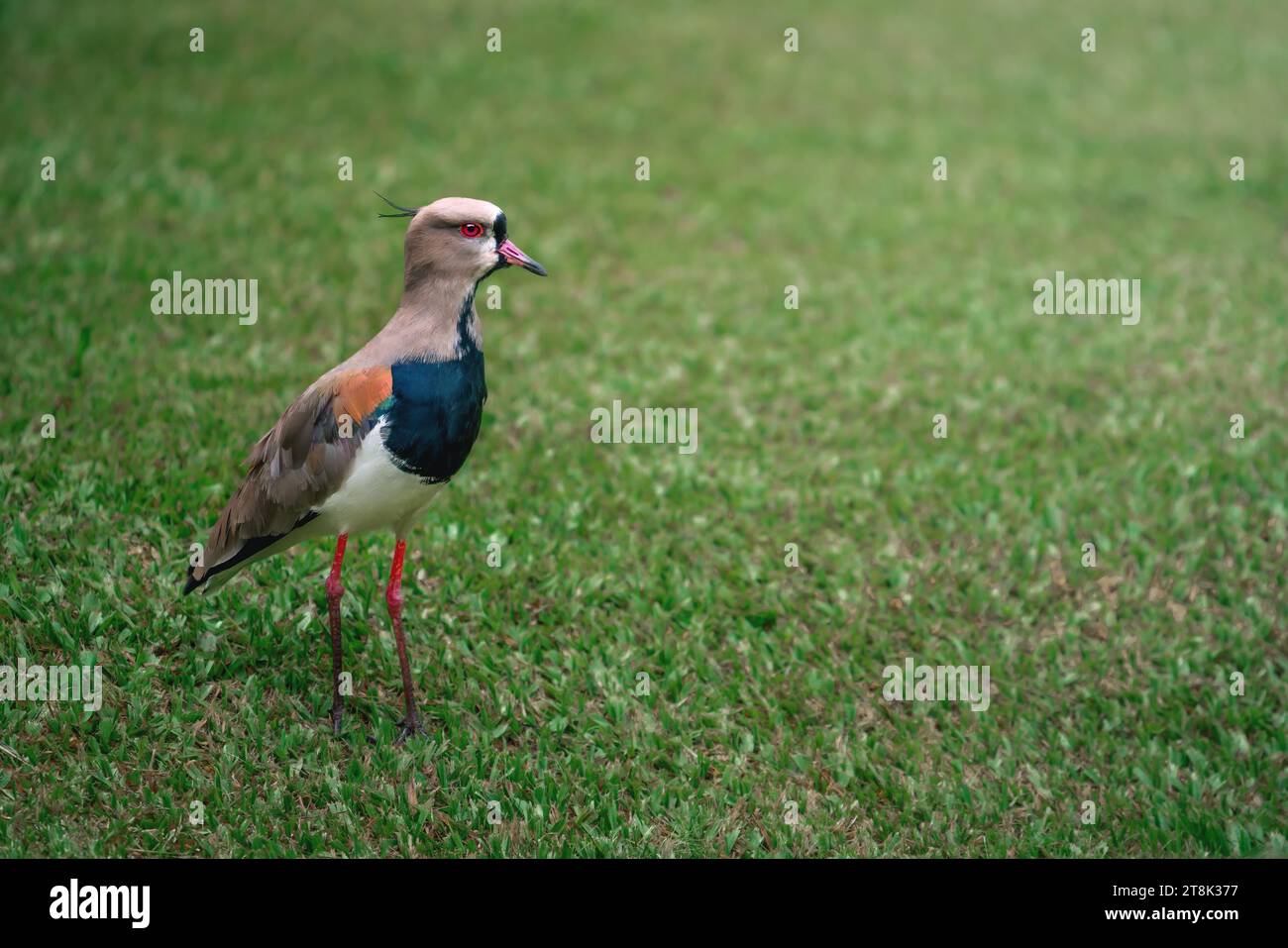 Southern Lapwing bird (Vanellus chilensis Stock Photo - Alamy
