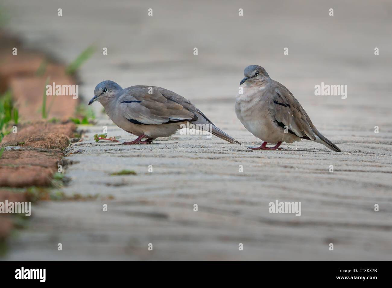 Picui Ground Dove Couple (Columbina picui Stock Photo - Alamy