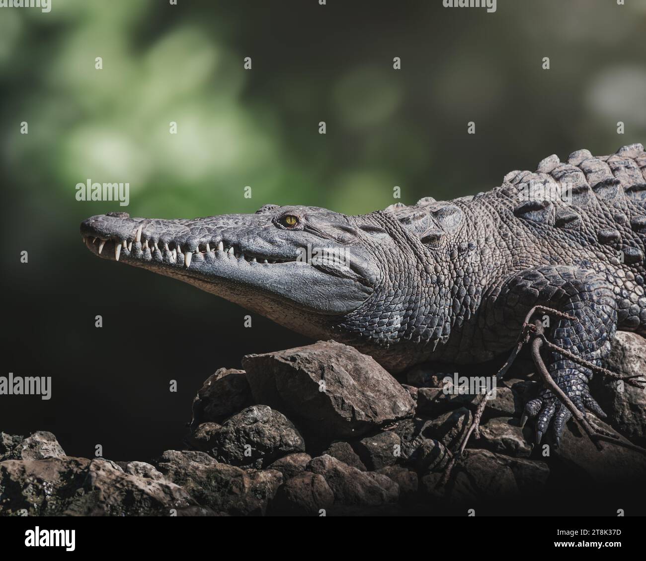 American alligator crocodylus acutus hi-res stock photography and ...