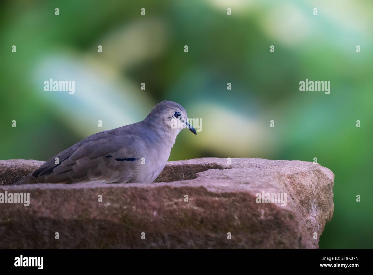 Columbina picui hi-res stock photography and images - Alamy