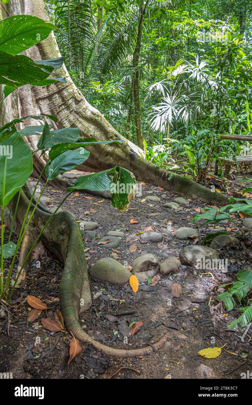 Costa Rica, Parque Nacional Carara - July 22, 2023: Tall tree root base ...