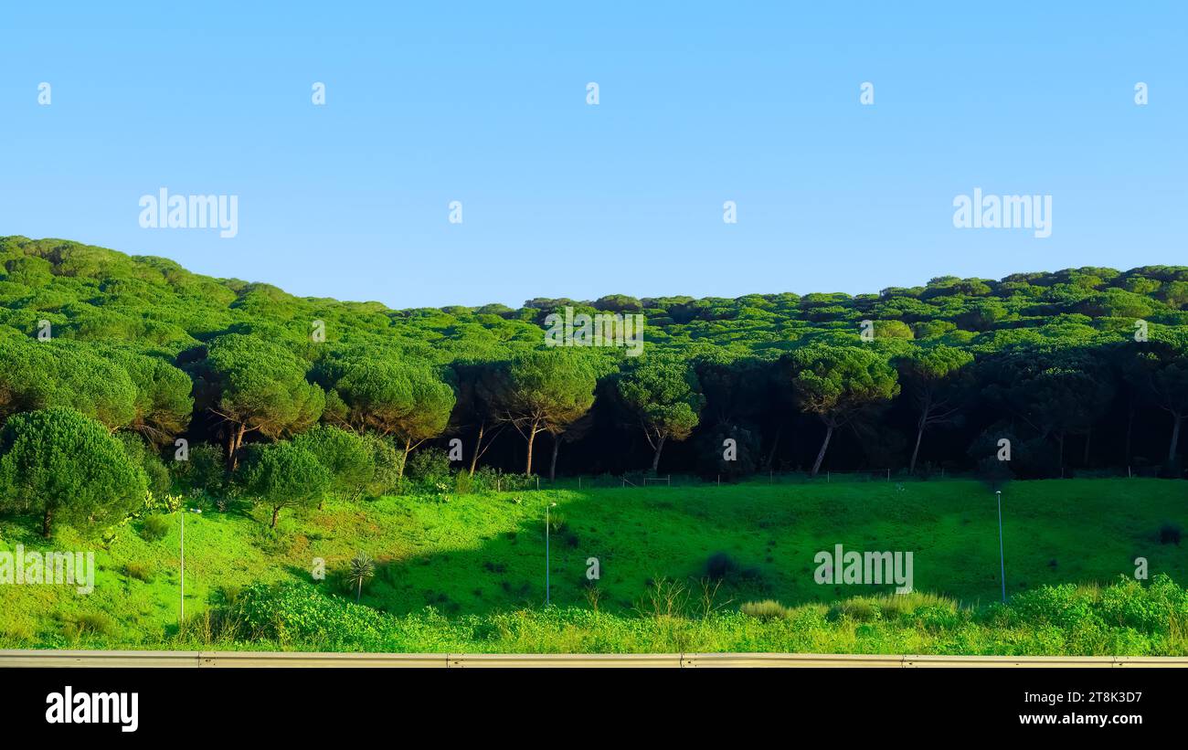 Coniferus forest hi-res stock photography and images - Alamy