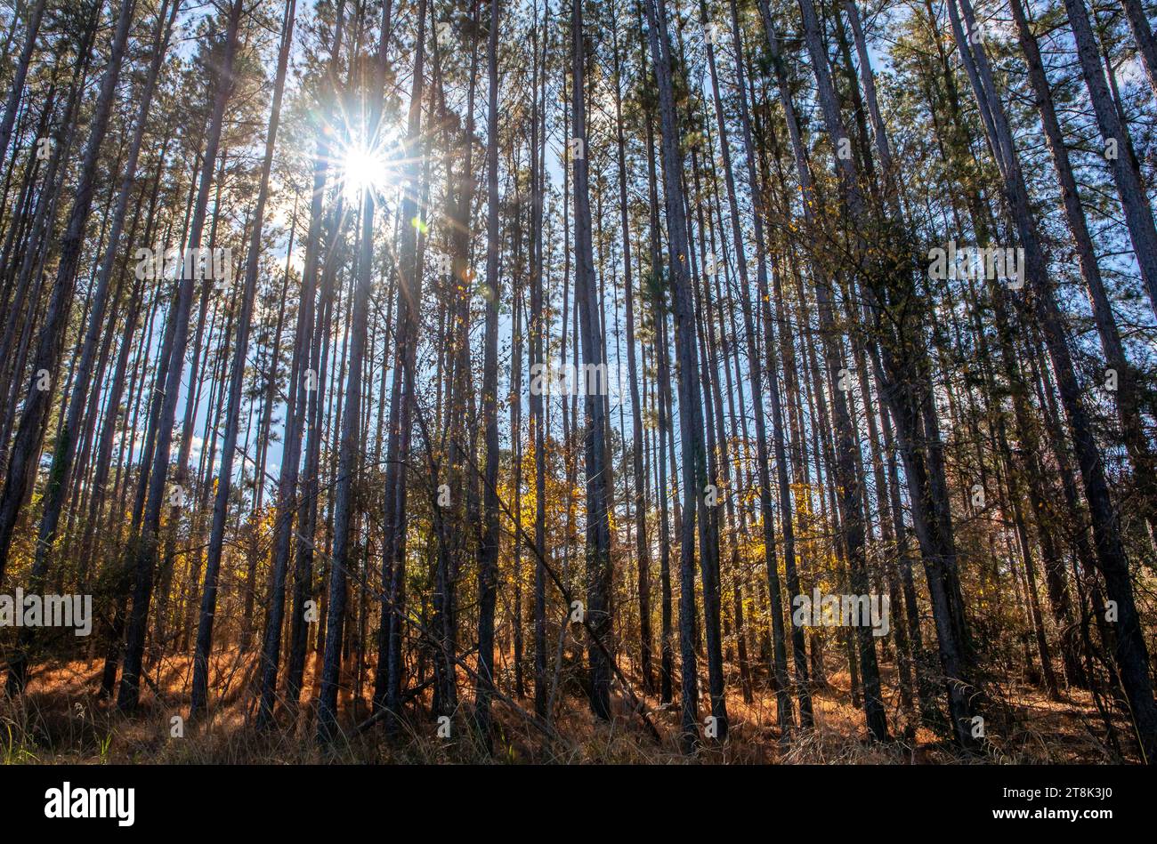 Sunbeams through trees hi-res stock photography and images - Alamy
