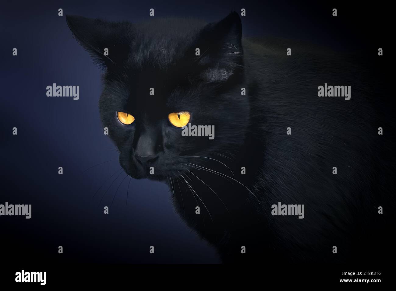 Playful black cat hi-res stock photography and images - Alamy