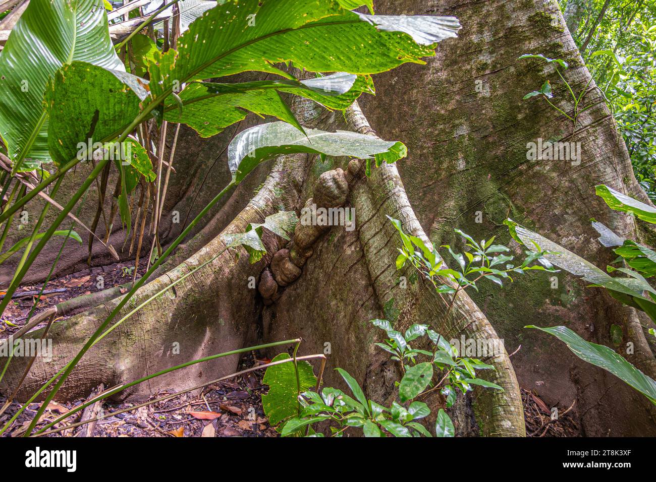 Costa Rica, Parque Nacional Carara - July 22, 2023: Closeup, Tall tree ...