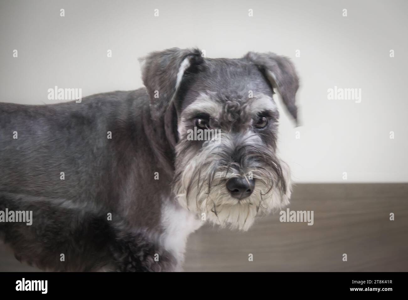 Salt and Pepper Miniature Schnauzer Dog Stock Photo - Alamy