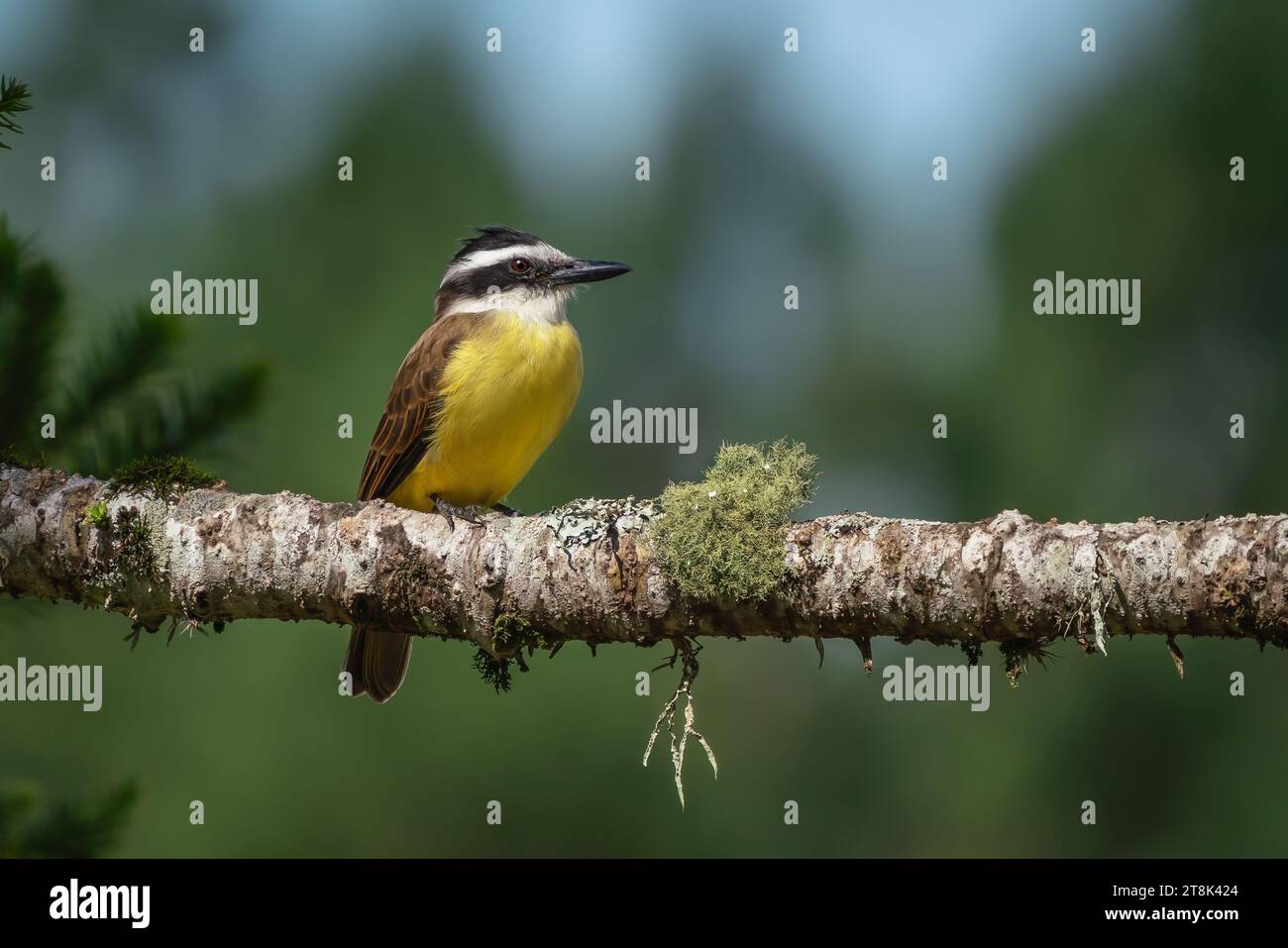 Pitangus bird hi-res stock photography and images - Alamy