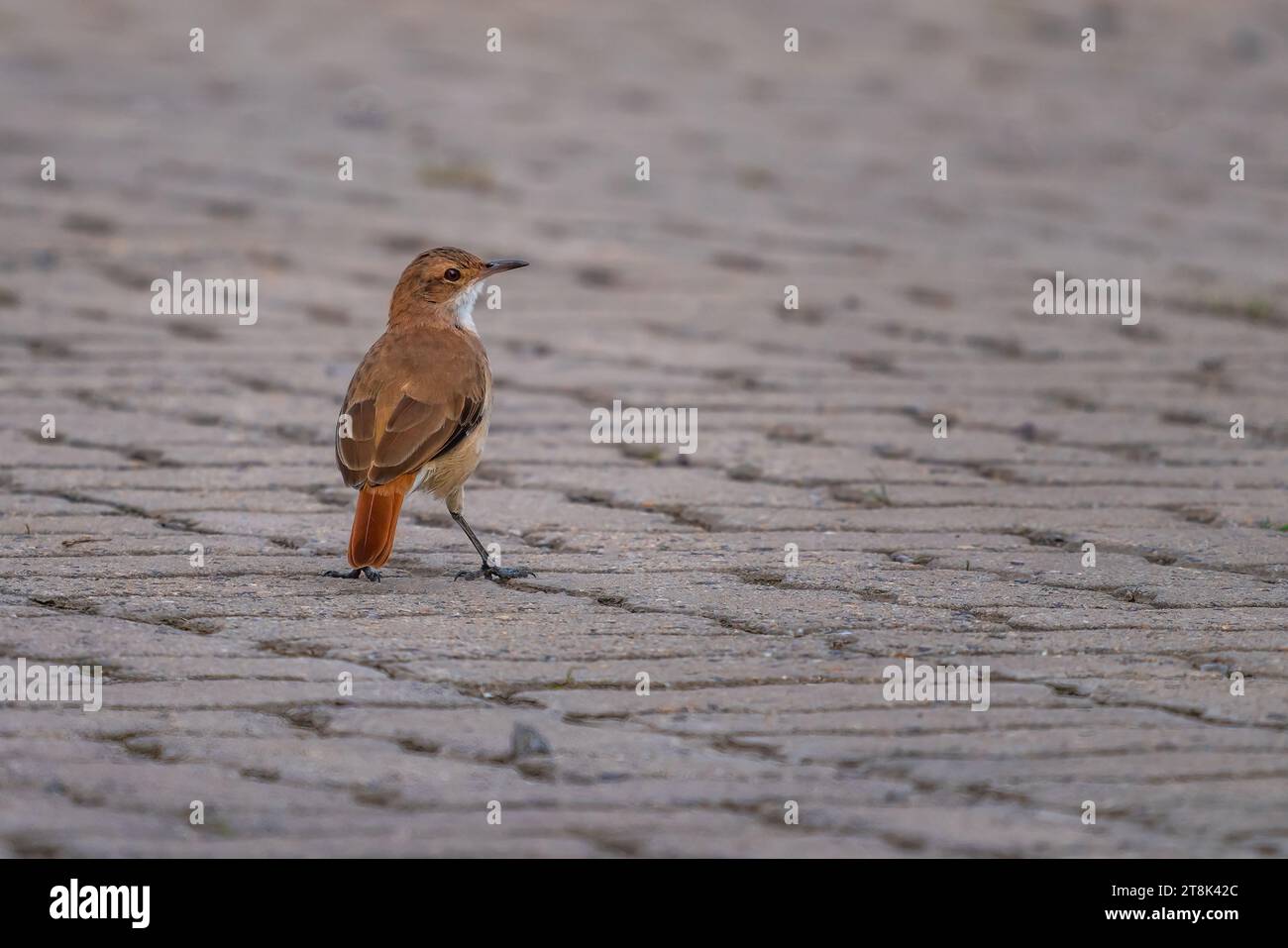 Rufous Hornero ovenbird (Furnarius rufus Stock Photo - Alamy