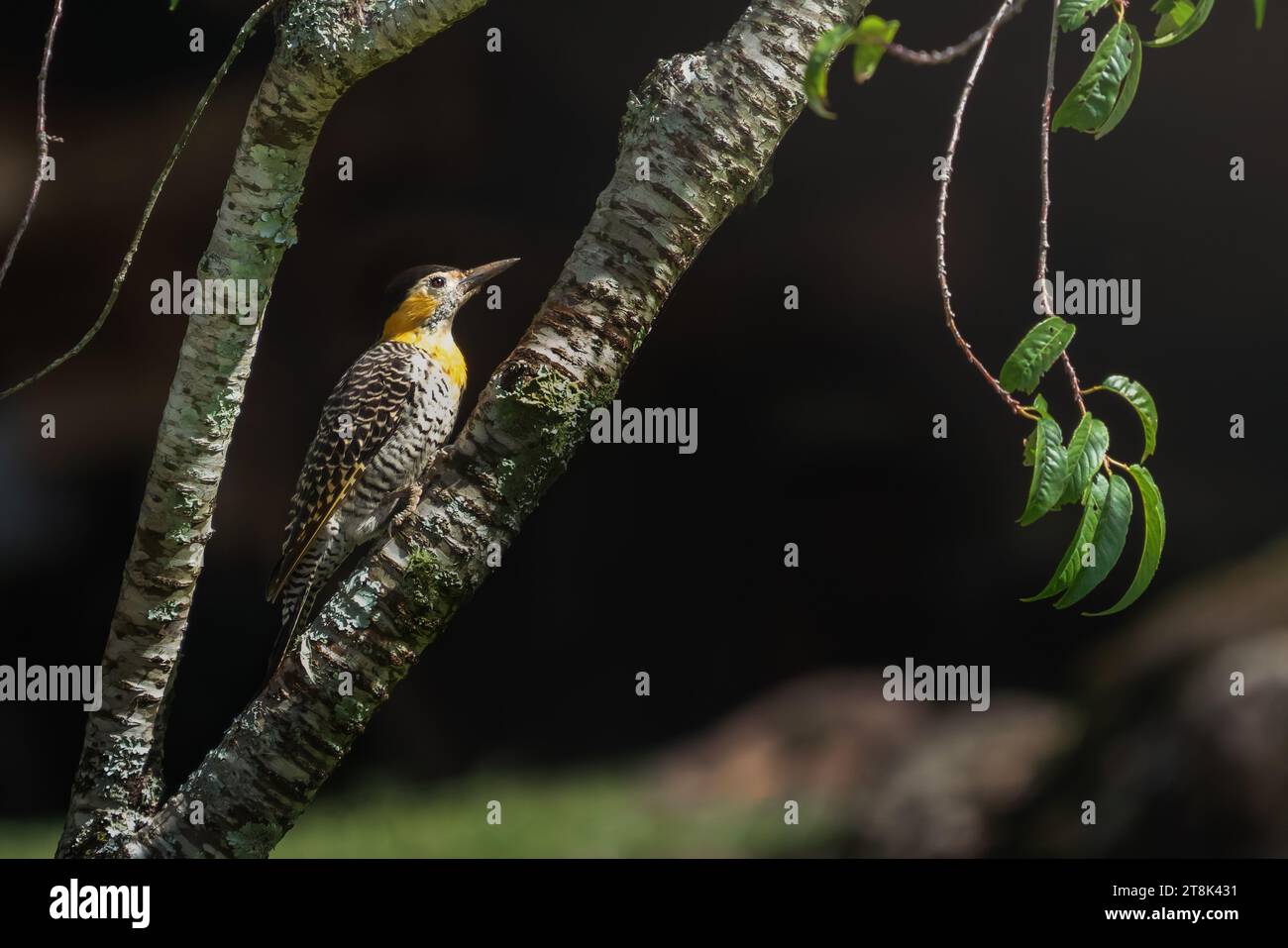 Campo Flicker woodpecker (Colaptes campestris Stock Photo - Alamy