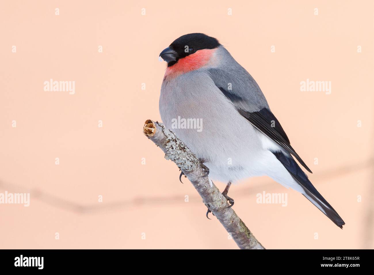 bullfinch, Eurasian bullfinch, northern bullfinch (Pyrrhula pyrrhula ...