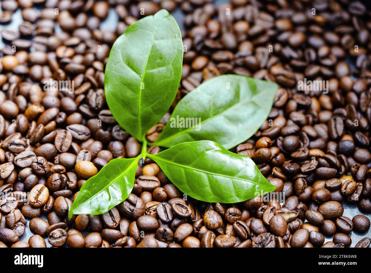 roasted coffee beans with branch of coffee bush Stock Photo - Alamy