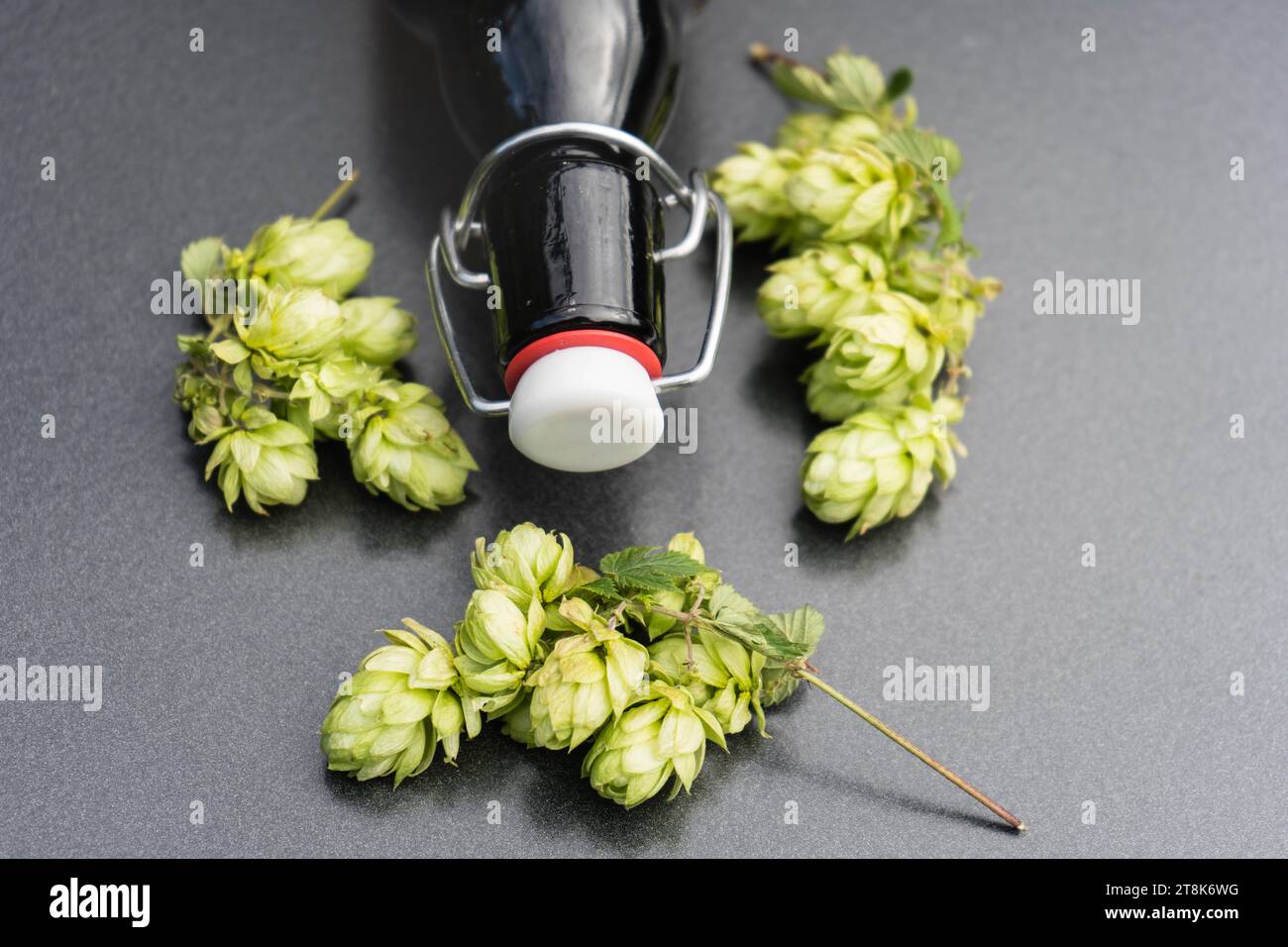common hop (Humulus lupulus), bottle beer and hop cones Stock Photo - Alamy